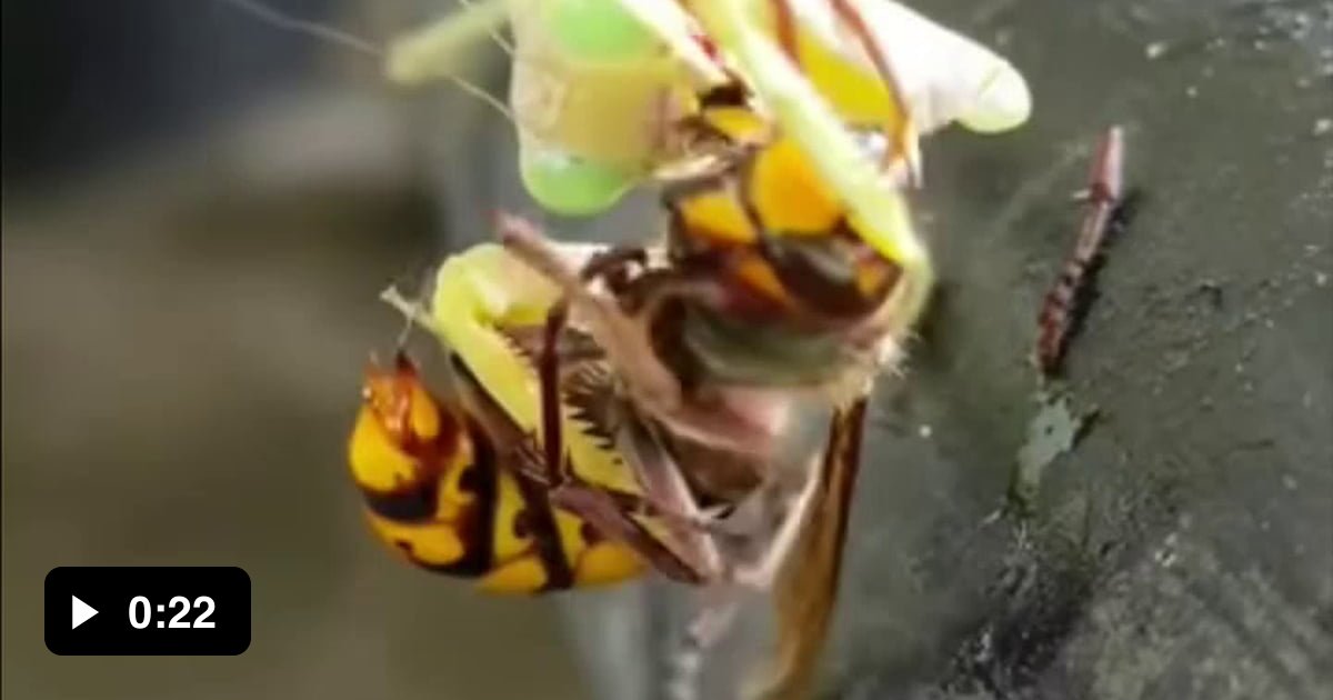 Mantis vs Yellow Jacket - 9GAG