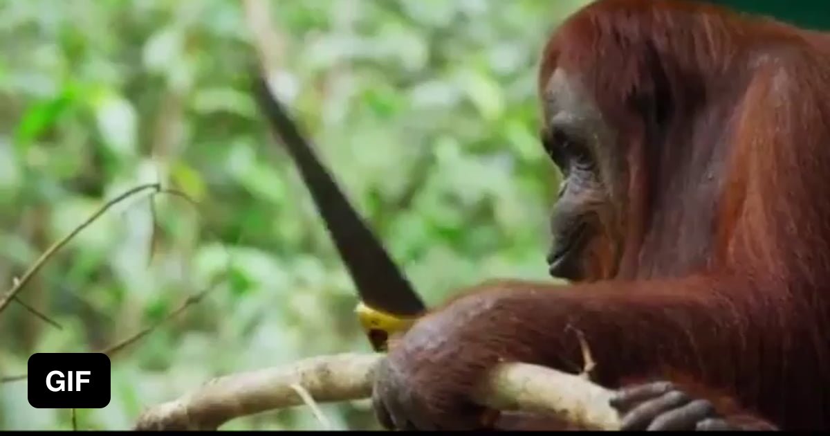 Orangutan using a saw - 9GAG