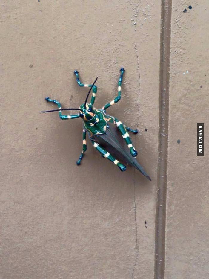 Awesome but creepy bug😄 - 9GAG