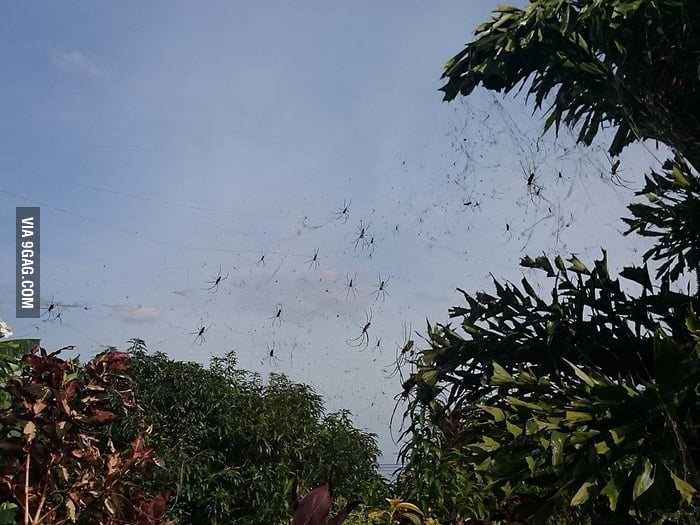 Spider Colony, the back part. Wanna see the front part? - 9GAG