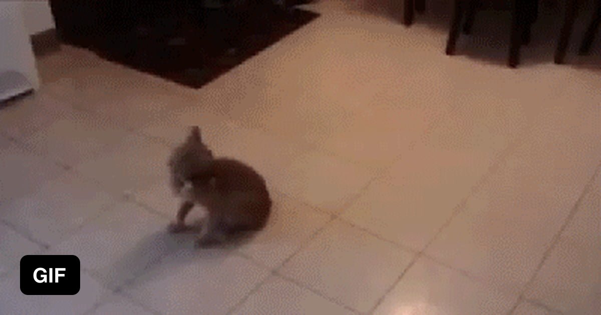 Cardboard is like a magnet for cats. - 9GAG