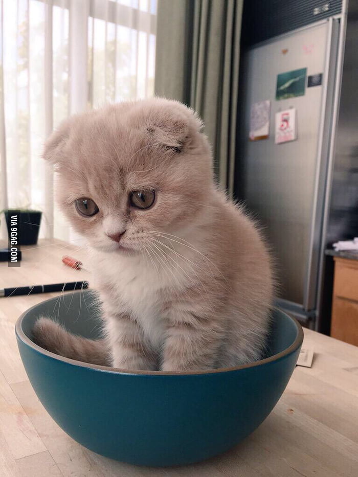 Sad cat is sad (and adorable) - 9GAG