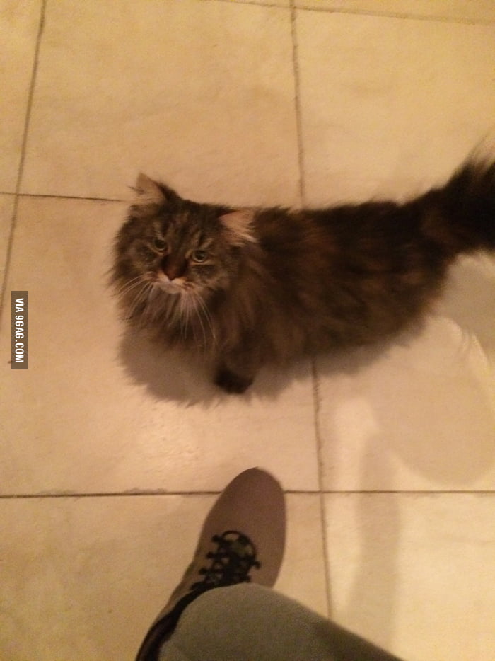 My little Canadian forest cat - 9GAG