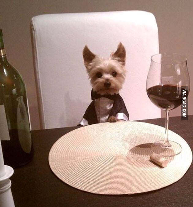 High class pup - 9GAG