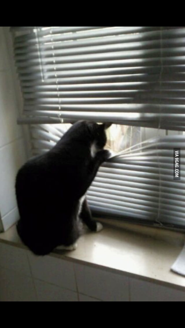 Ohhhm.... Yepp that's my Cat spying the neighbours .... - 9GAG