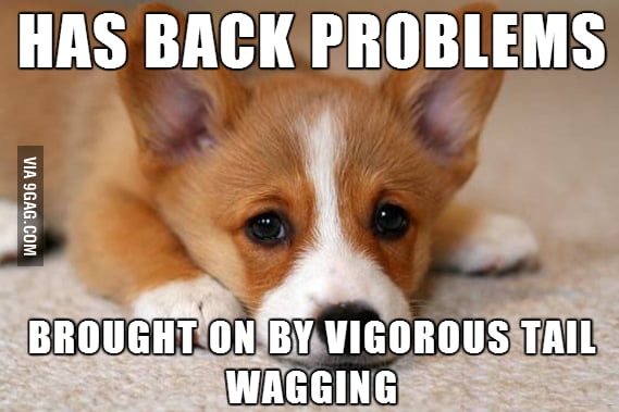 Currently my dog's first world problem - 9GAG