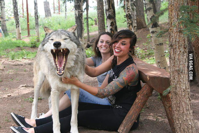 Just a friend of mine hanging out with a wolf - 9GAG