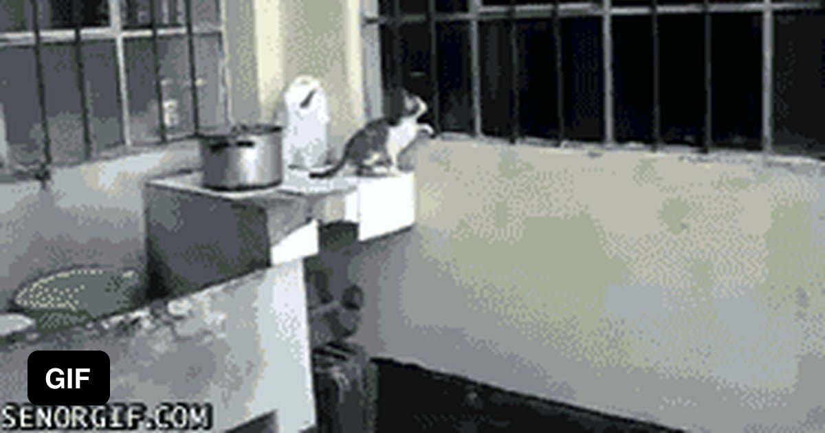 Kitten prison is a tough place - 9GAG