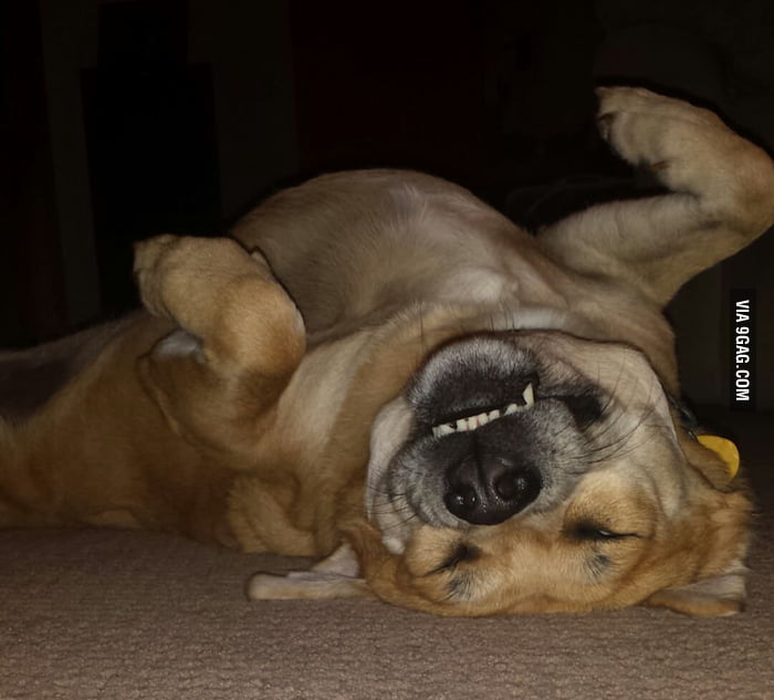 Who says Huskies make the best faces? - 9GAG