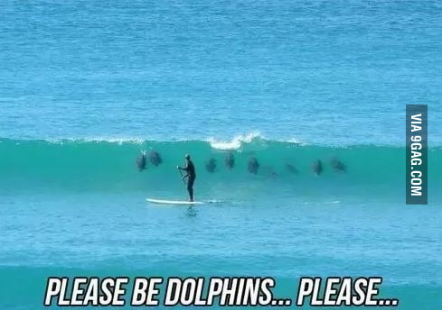 Please be dolphins - 9GAG