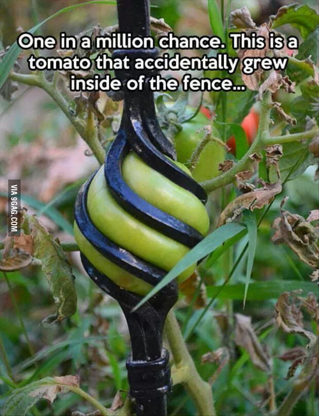 I feel sorry for the tomato... - 9GAG