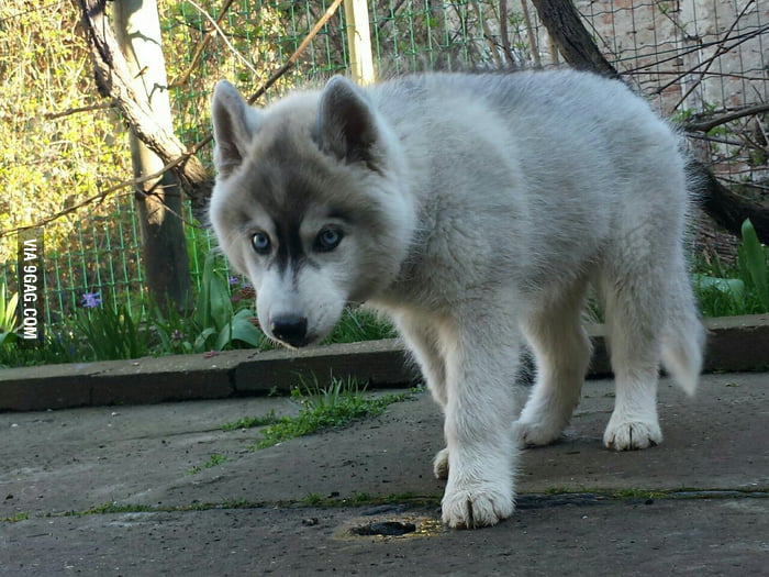 I think I bought a wolf. - 9GAG