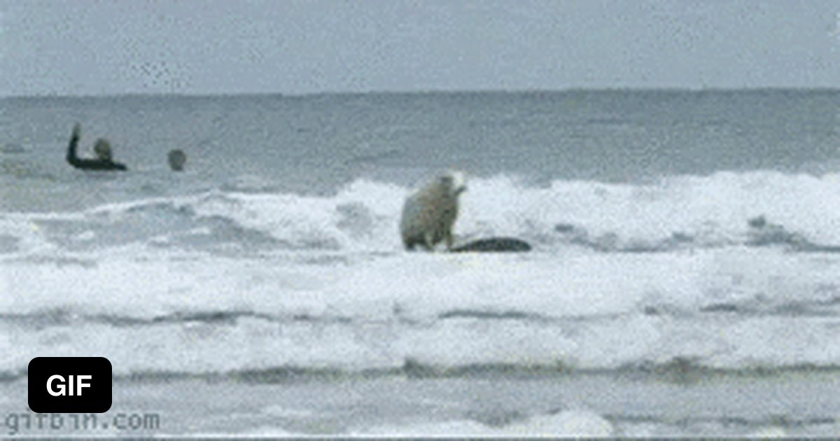 Surfing Sheep - 9GAG