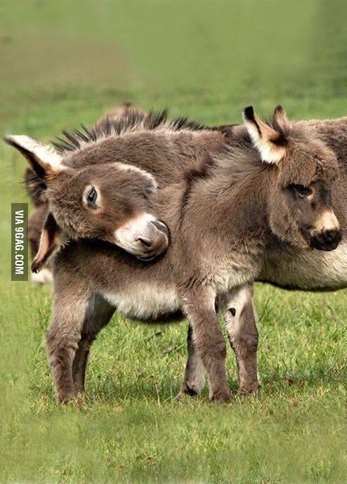 Donkeys are cute too, right? - 9GAG