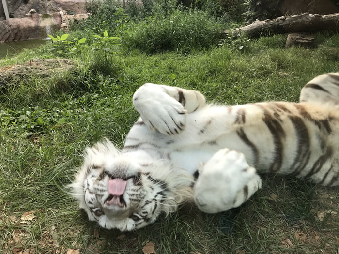 Derpy tiger - 9GAG