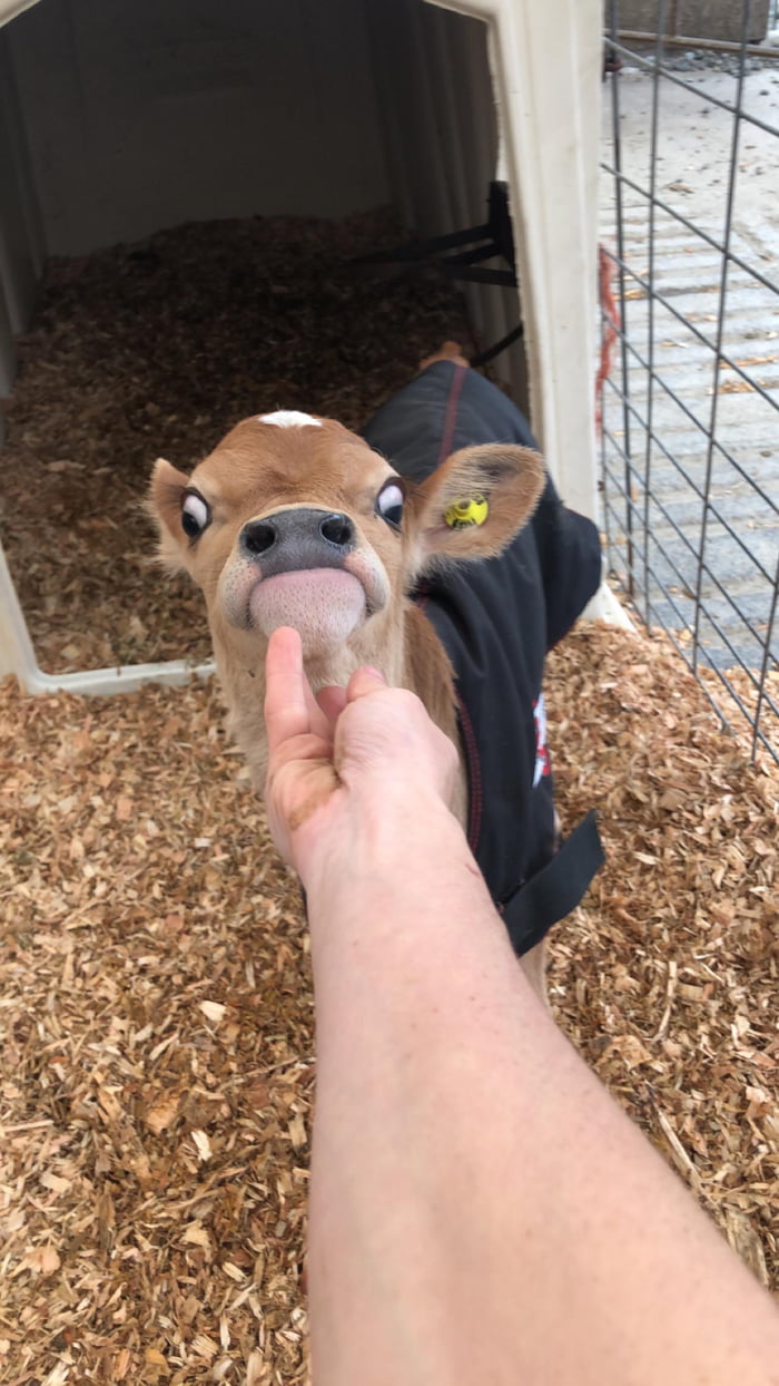 Calves are weird - 9GAG