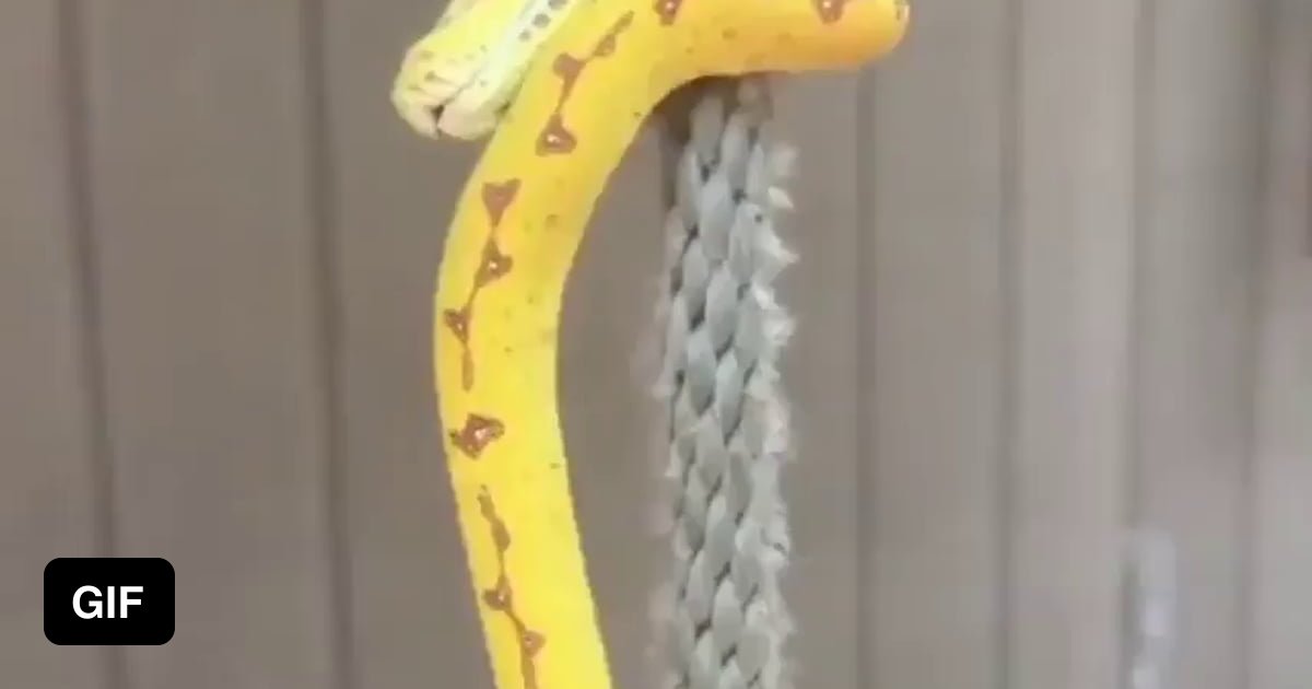Snake climbing a rope - 9GAG