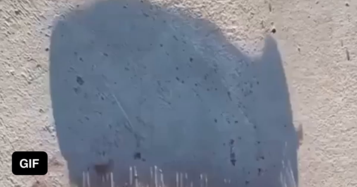 Shadow of a millipede waking - 9GAG