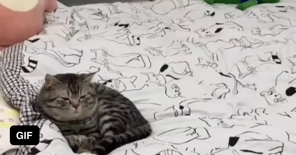 A time lapse of a cat through the day - 9GAG