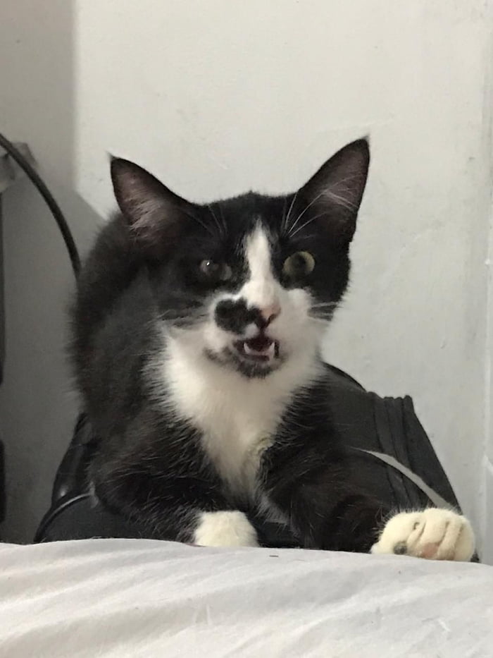 My cousin's cat judging him... enjoy for meme - 9GAG