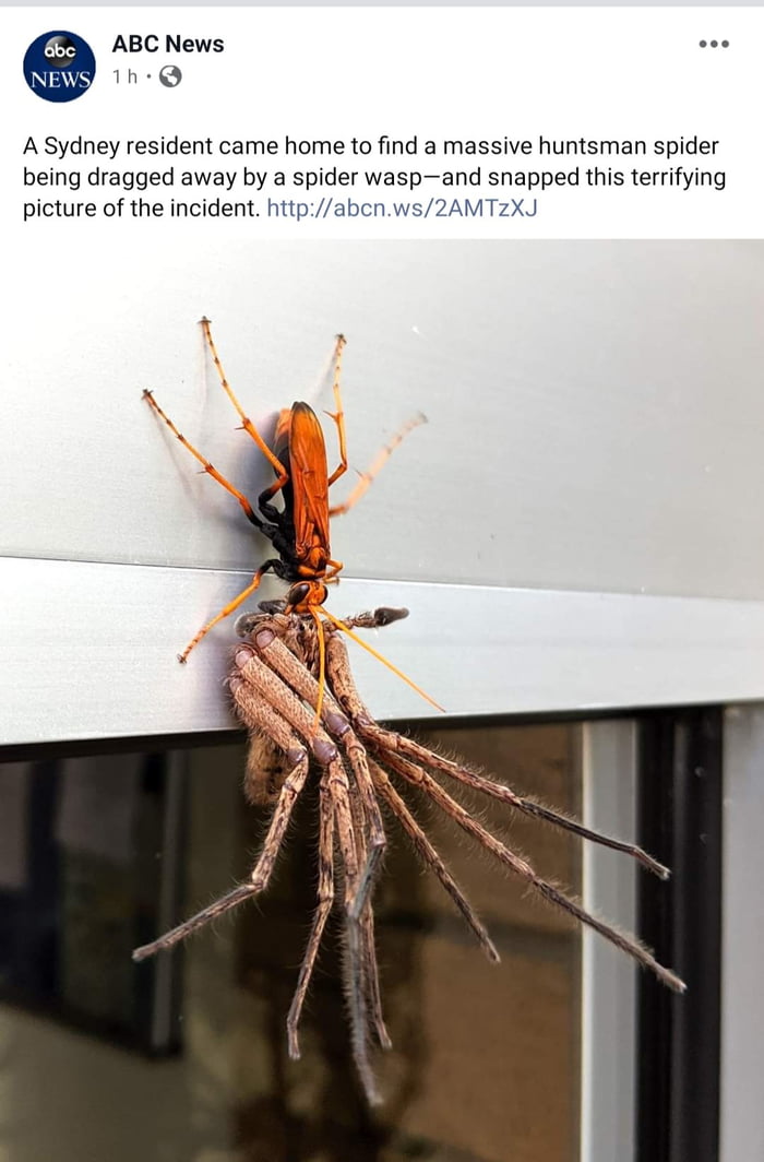 A Spider-Wasp? What the duck? - 9GAG