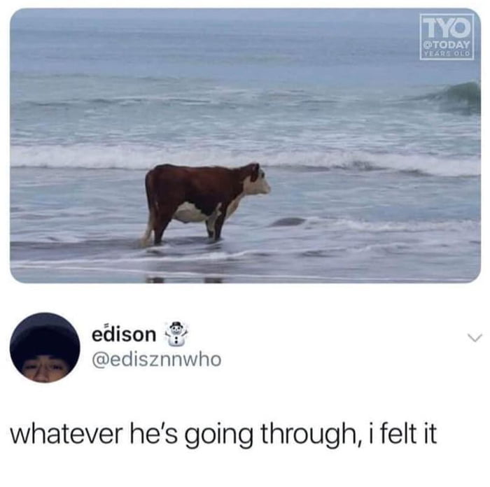 Stay strong cow-dude, stay strong! - 9GAG