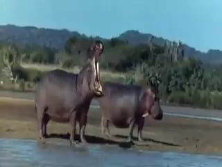 Once a year, animals from Africa walk to eat Amarula, a fruit that's 17 ...