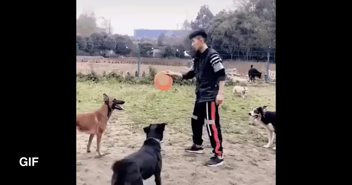 Jackie Chan Dogo... - 9GAG