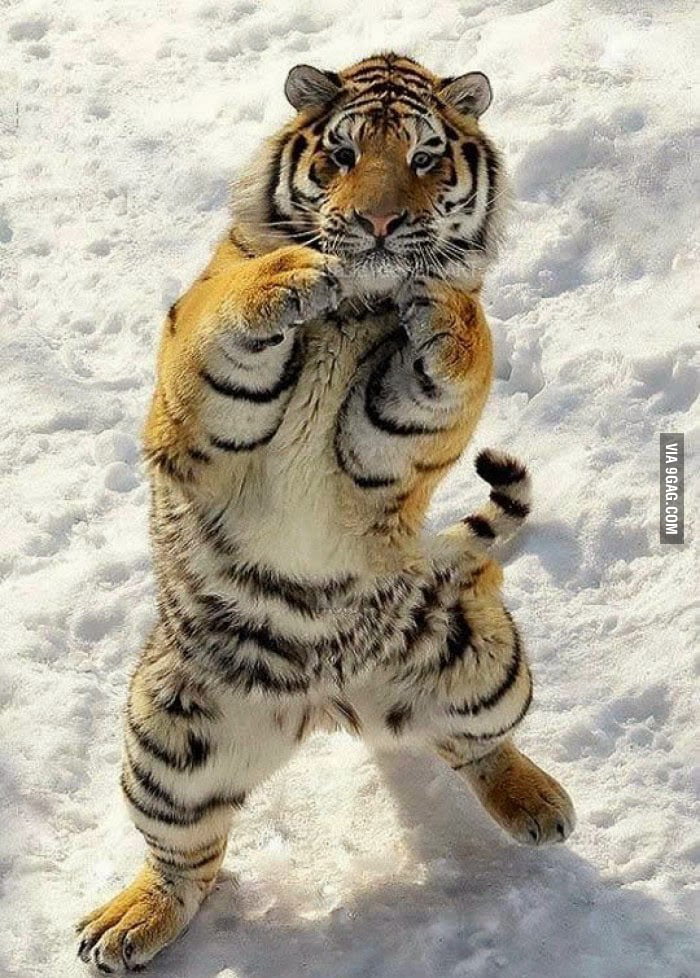 Puddum up, puddumuuuuuup. - 9GAG