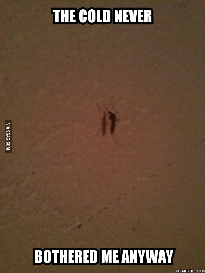 Badass mosquito! - 9GAG