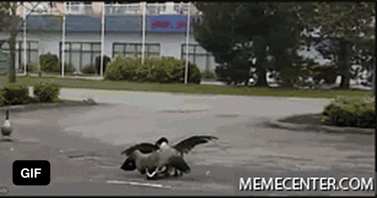 Rip Goose... - 9GAG