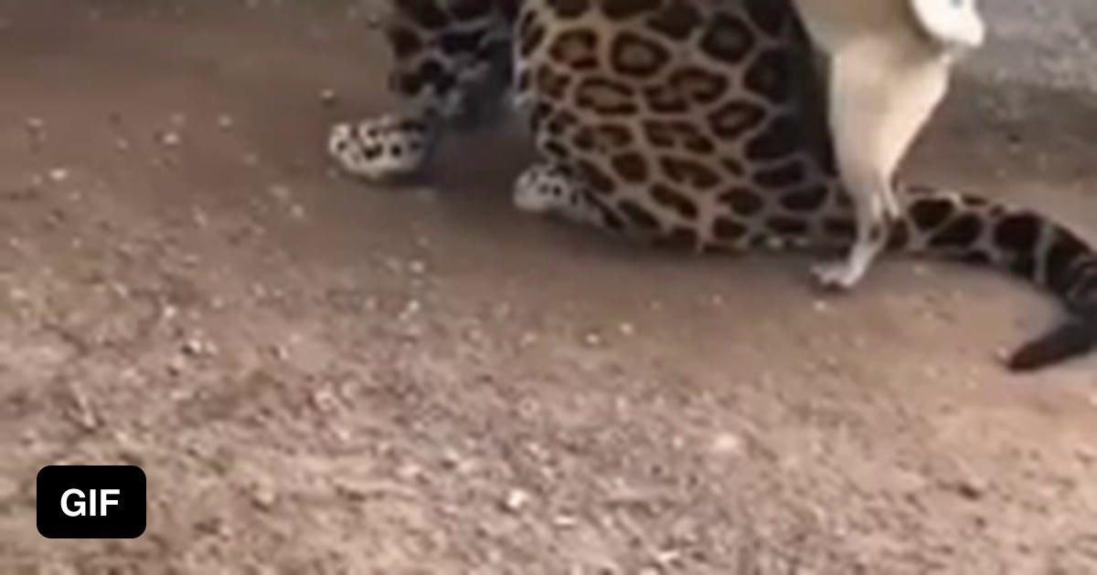Dog humping a leopard - 9GAG