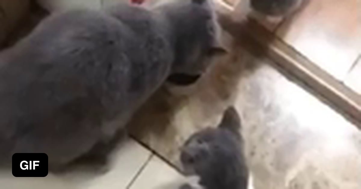 Mama cat tells papa cat to buzz off 🐈 - 9GAG