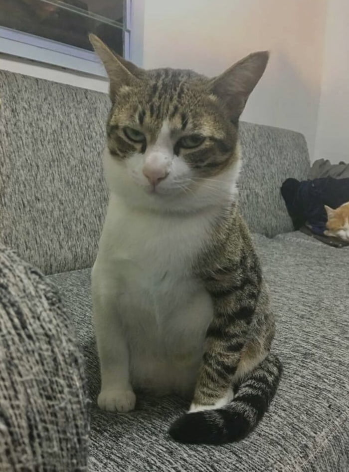 This is the Dwayne Johnson of cats. - 9GAG