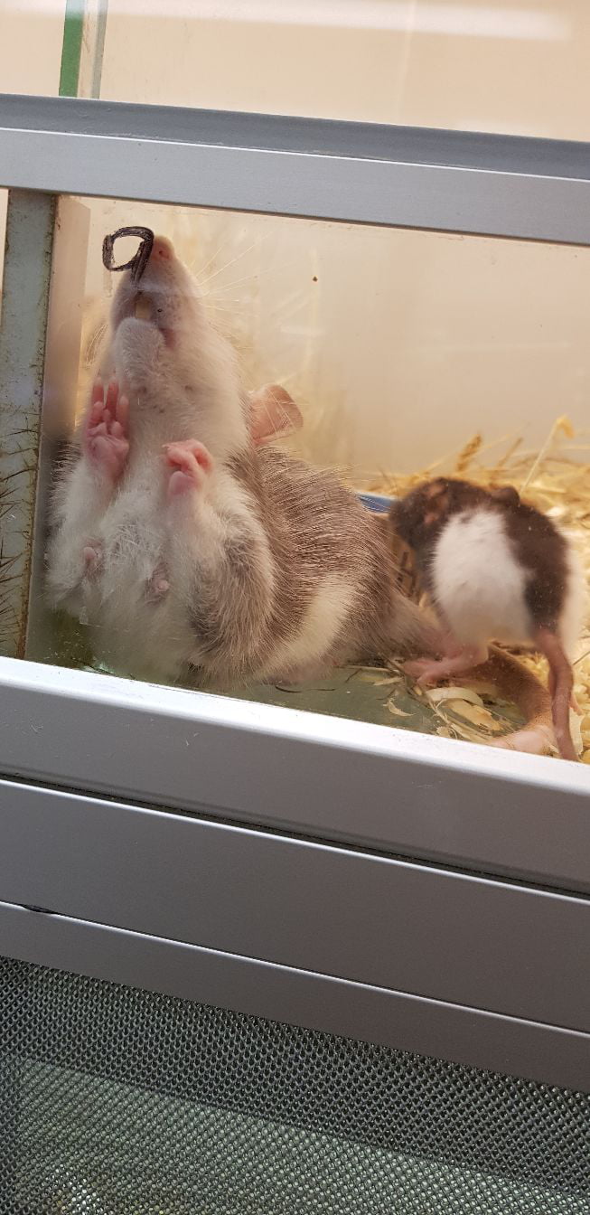 Big titty rat girlfriend - 9GAG