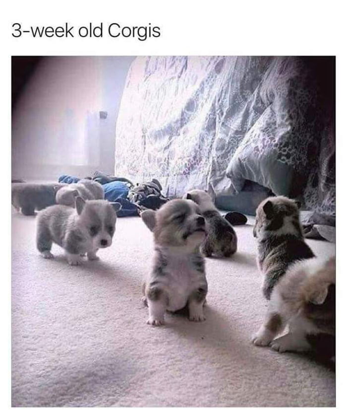 So much floof - 9GAG