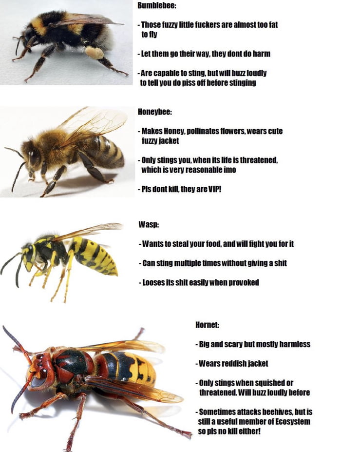 I guide for y’all that has issues with bees - 9GAG
