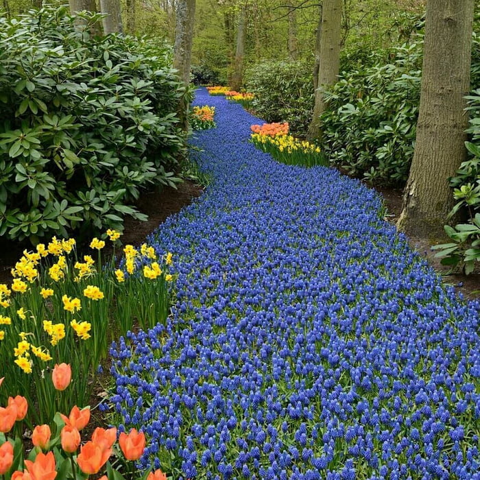 Beautiful flower stream - 9GAG