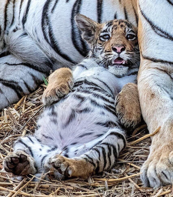 Chubby baby tiger relaxing - 9GAG