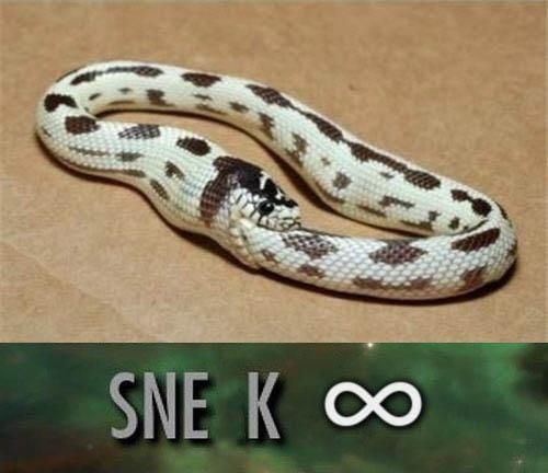 Sneaky Snek - 9GAG