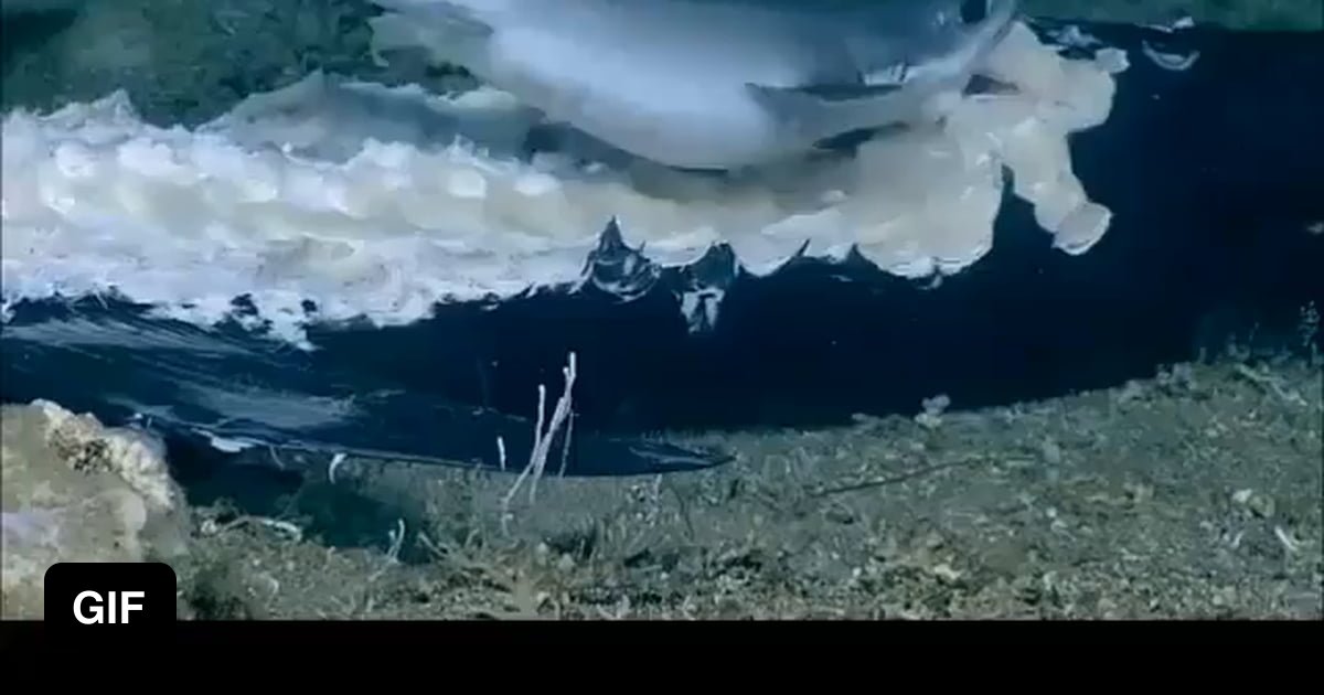 Baby sharks feed on a swordfish carcass. - 9GAG