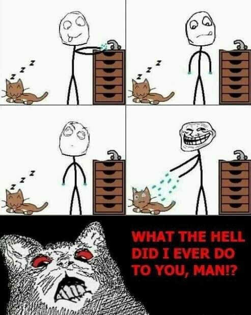 My cat hates me - 9GAG
