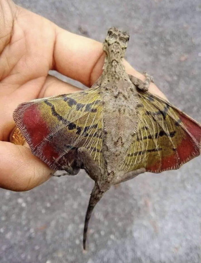 This is the Flying Dragon (Draco Volans). A species endemic to ...