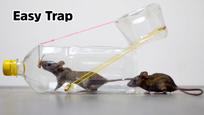Easy Mouse Trap || Best Mouse Trap - 9GAG