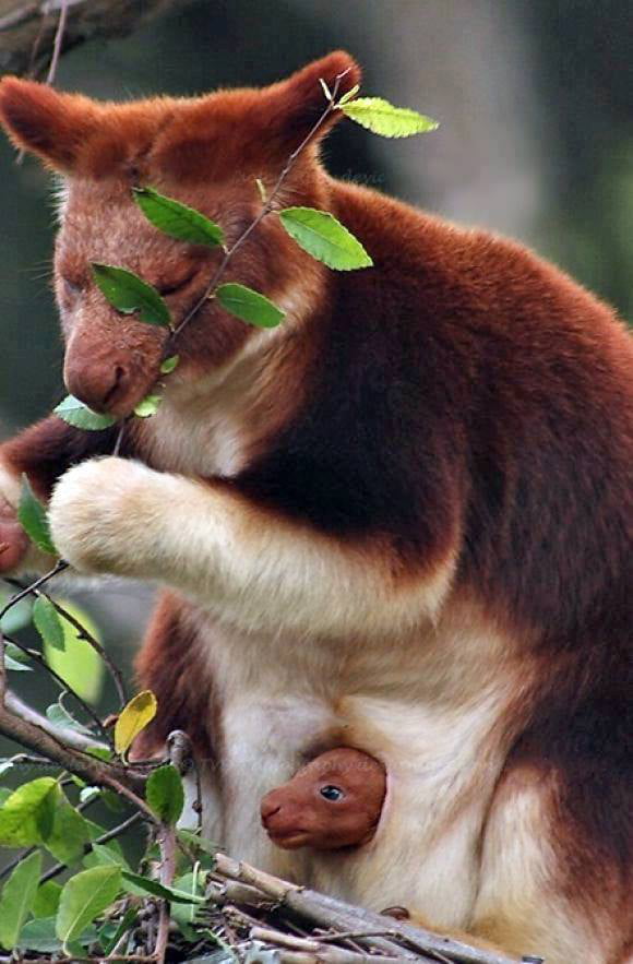 Tree Kangaroo and her baby - 9GAG