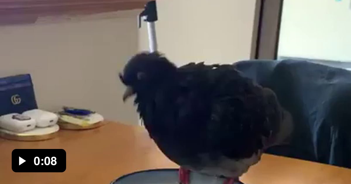 Poor pigeon - 9GAG