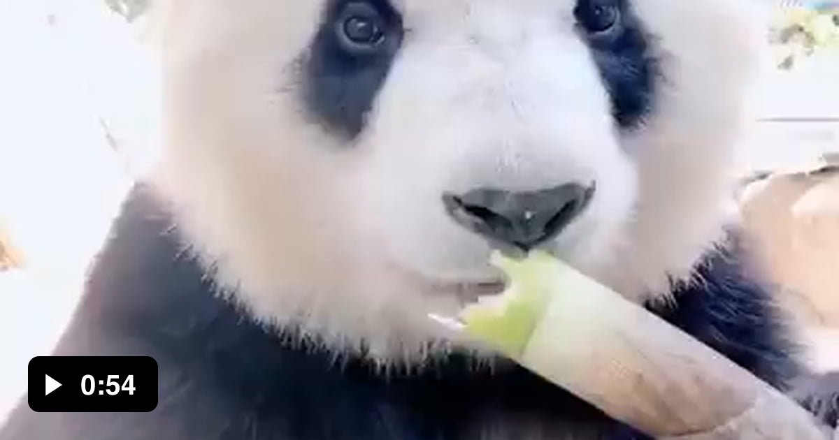 Watching baby panda eating fresh bamboo can cure anything. - 9GAG