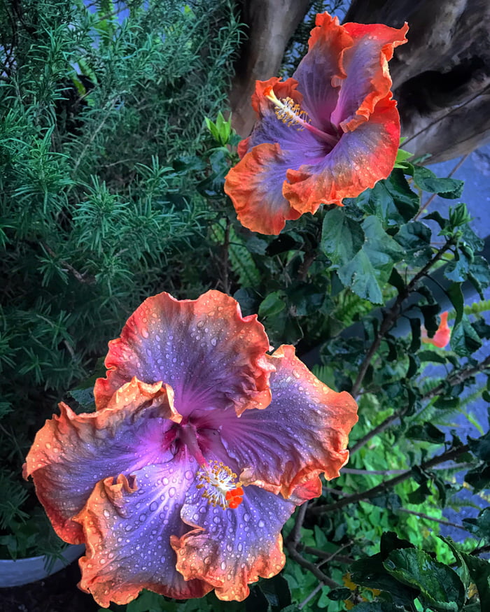 The way these flowers transition colors - 9GAG