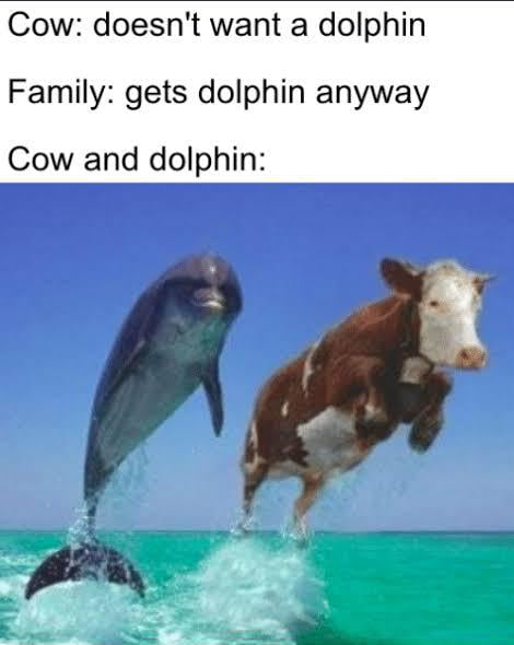 Cow and dolphin - 9GAG