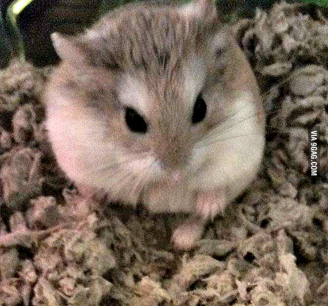 Look at his tiny paws! - 9GAG